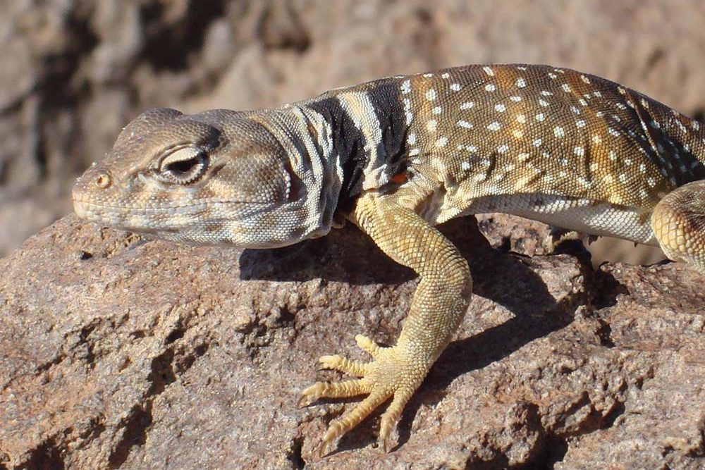 Western Desert Lizards - Ecocentric